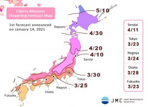 🏵️ Japan Cherry Blossom: Sakura forecast 2023